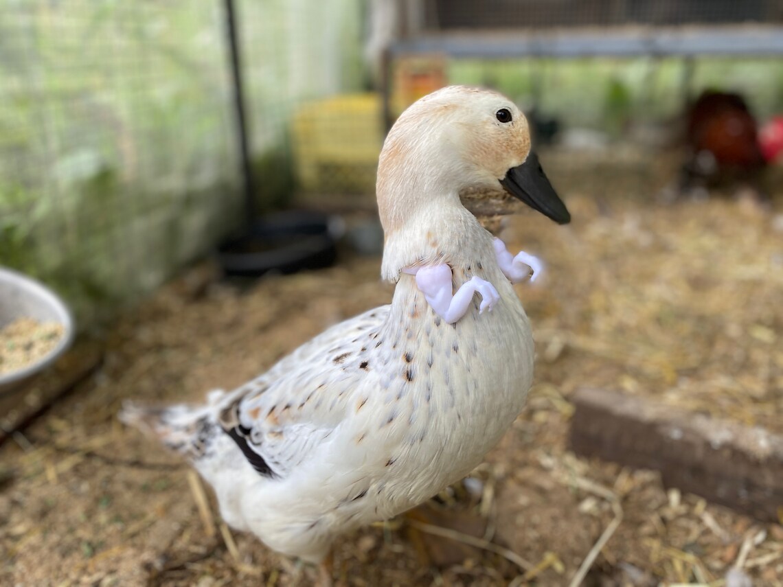 T-rex Bantam Chicken Arms 3D Printed Chicken Arms - Etsy