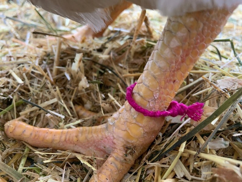 Pastel Poultry Leg Lands New Colors - Etsy