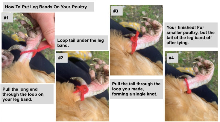 Pastel Poultry Leg Lands New Colors - Etsy