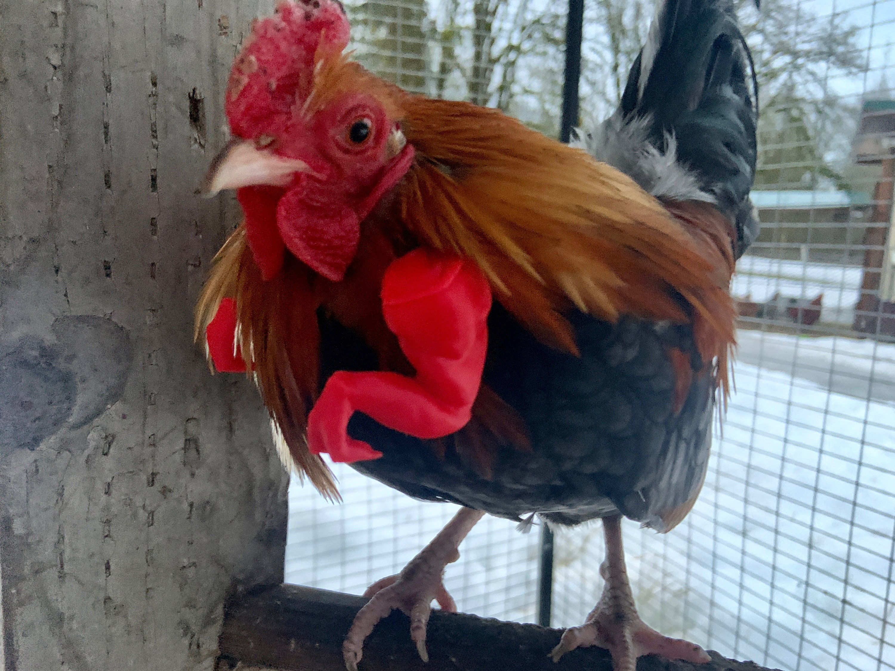 T-rex Bantam Chicken Arms 3D Printed Chicken Arms | Etsy