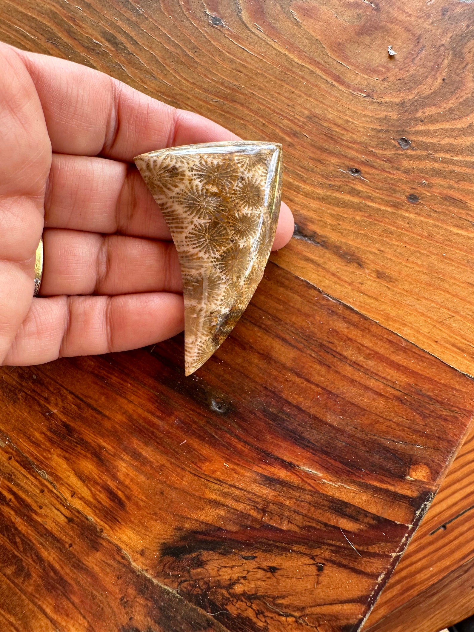 Beautiful Piece of Coral Tusk Shape - Etsy