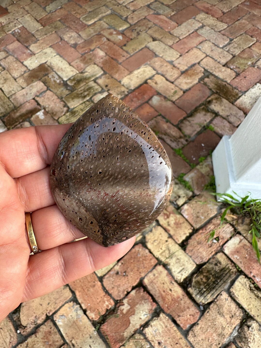 Beautiful Large Piece of Agatized Tree Fern - Etsy