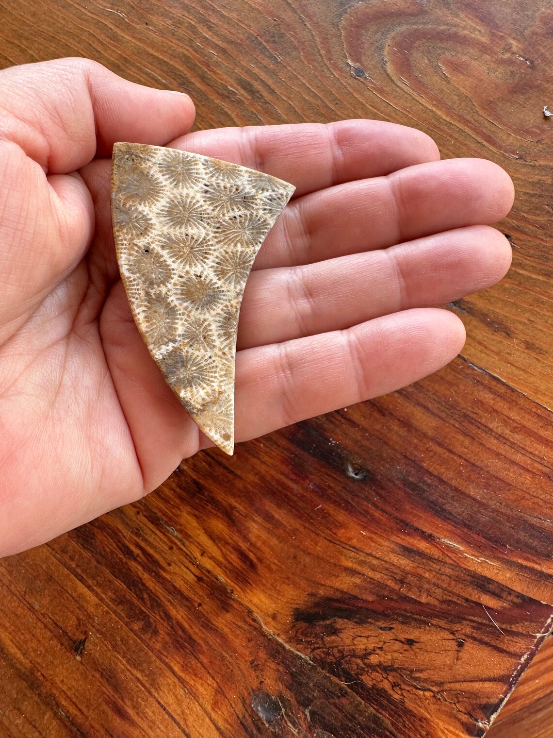 Beautiful Piece of Coral Tusk Shape - Etsy