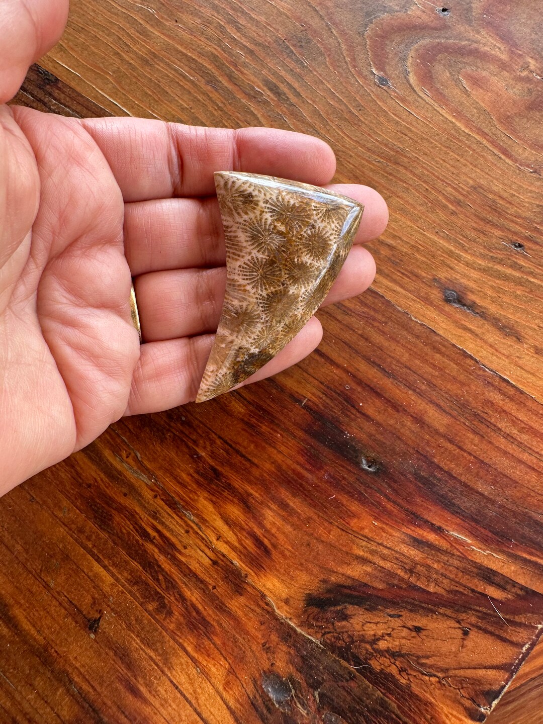 Beautiful Piece of Coral Tusk Shape - Etsy