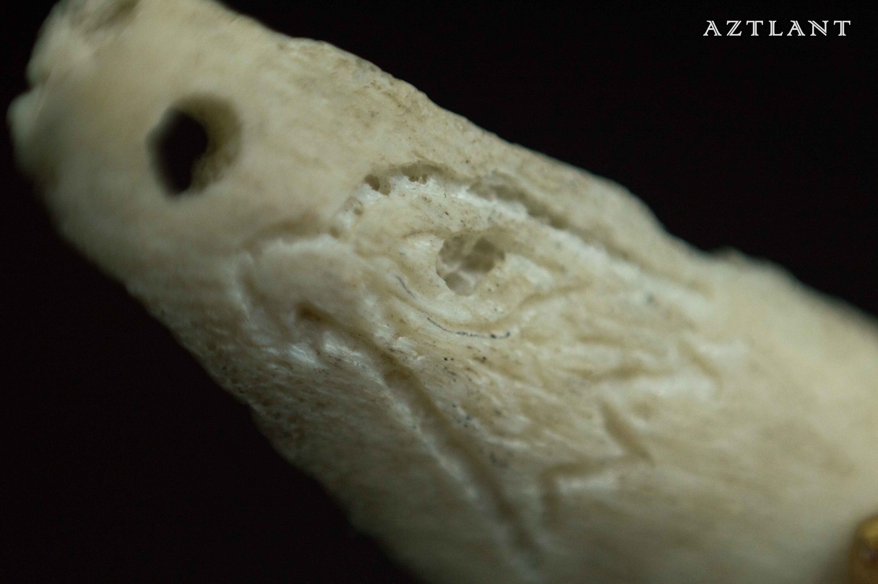 Mayan Bat God (camazotz) Carved in Turtle Shell and Beef Bone - Etsy