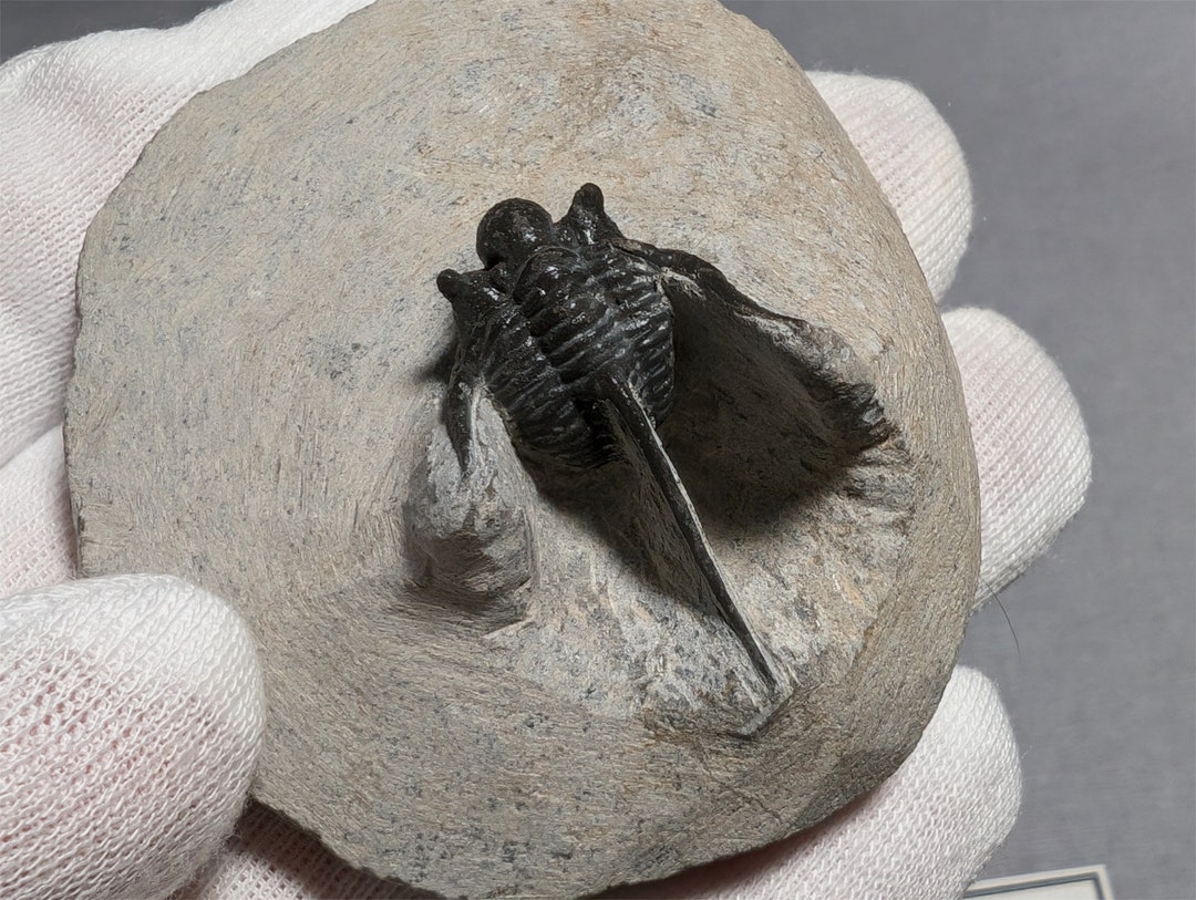 Cyphaspis Trilobite Fossil From Morocco (original, Not a Cast) - 89 ...