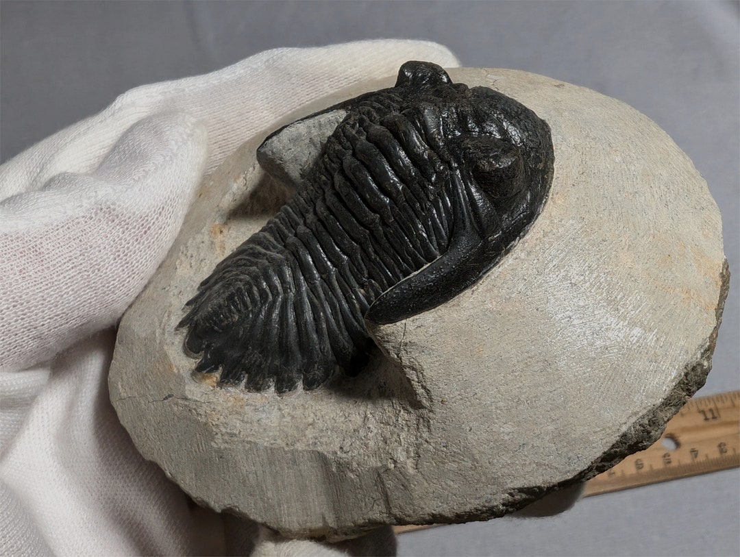 Hollardops Trilobite Fossil From Morocco original, Not a Cast 290 Gram ...