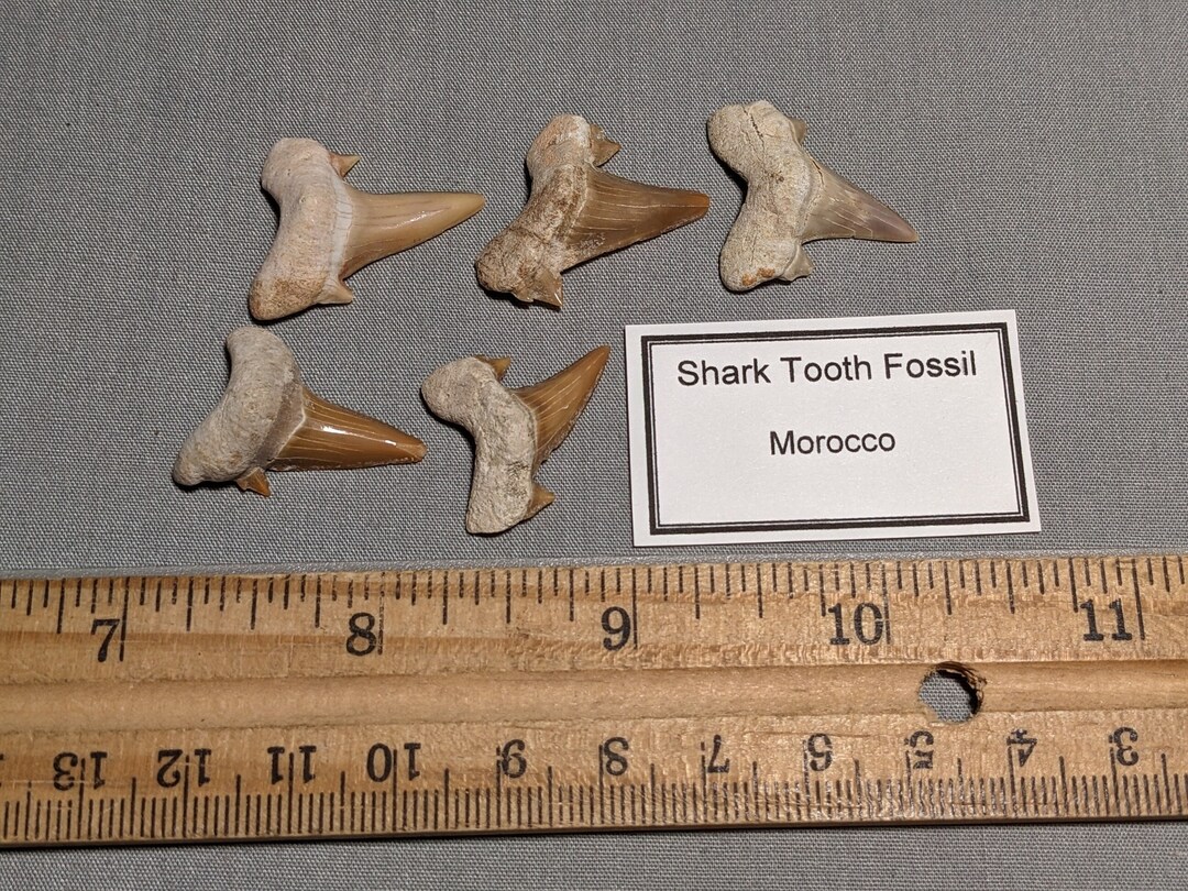 5 Shark Tooth Fossils From Morocco - Otodus - 8.7 Grams - Etsy