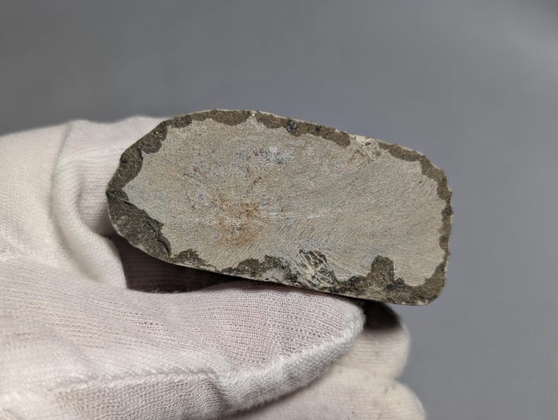Phacops Trilobite Fossil From Morocco (original, Not a Cast) - 165.9 ...