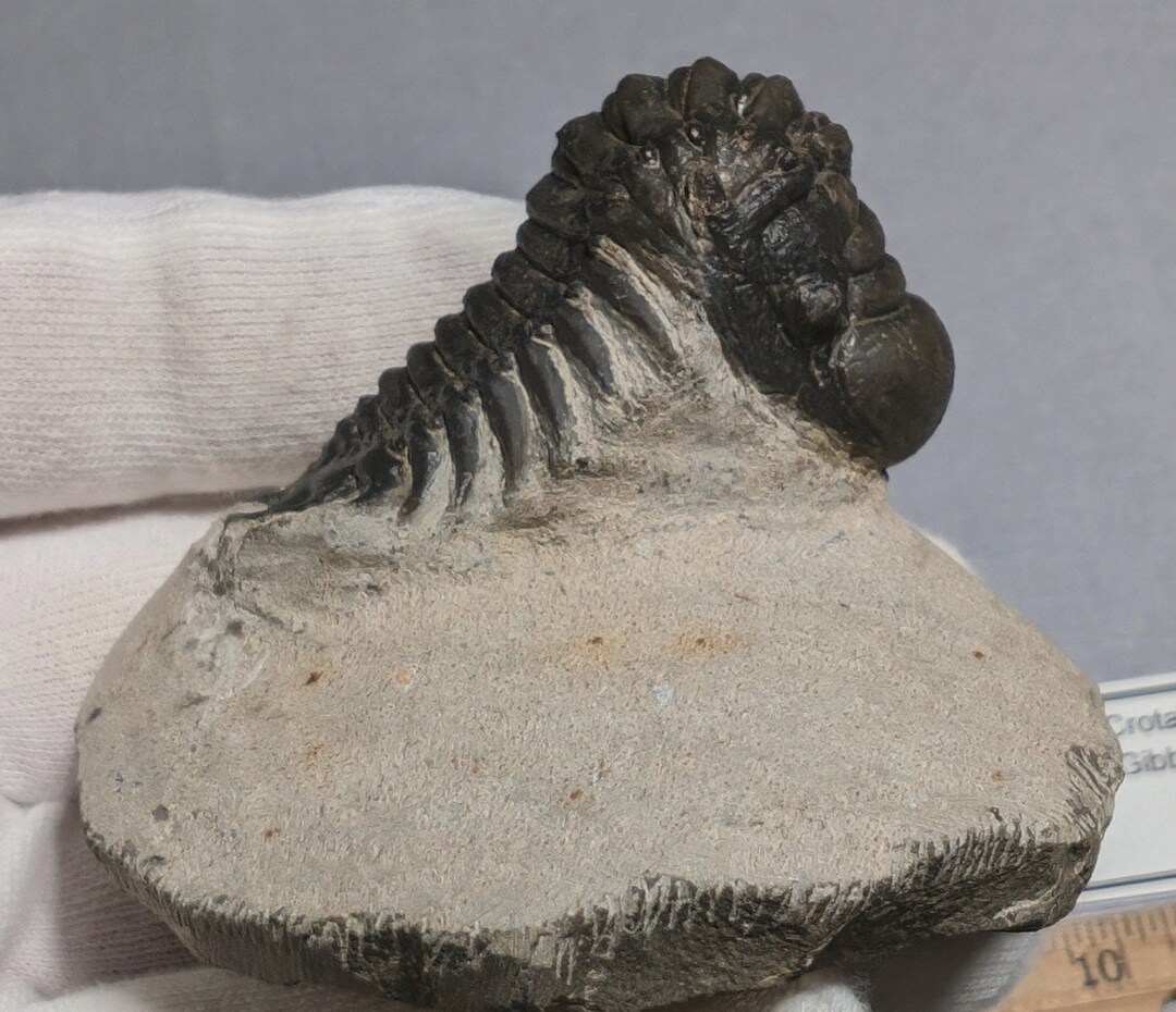 Crotalocephalus Gibbus Trilobite Fossil From Morocco (original, Not a ...