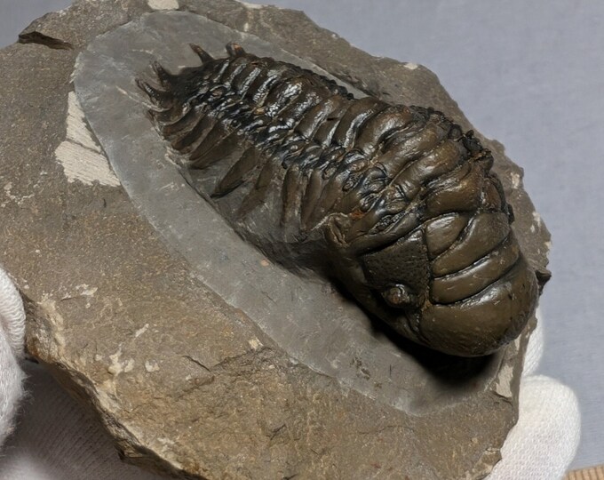 Crotalocephalus Gibbus Trilobite Fossil From Morocco original, Not a ...