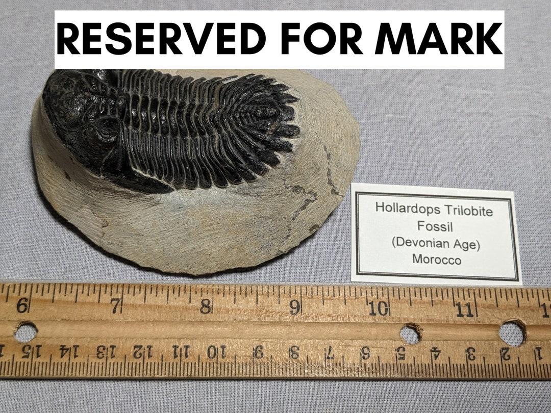 RESERVED FOR MARK Hollardops Trilobite Fossil From Morocco original ...