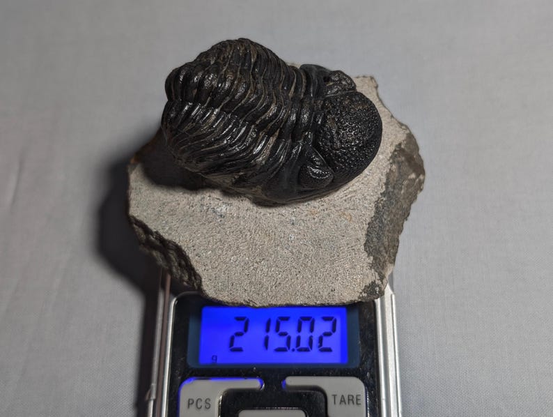Phacops Trilobite Fossil From Morocco (original, Not a Cast) - 215 Gram ...