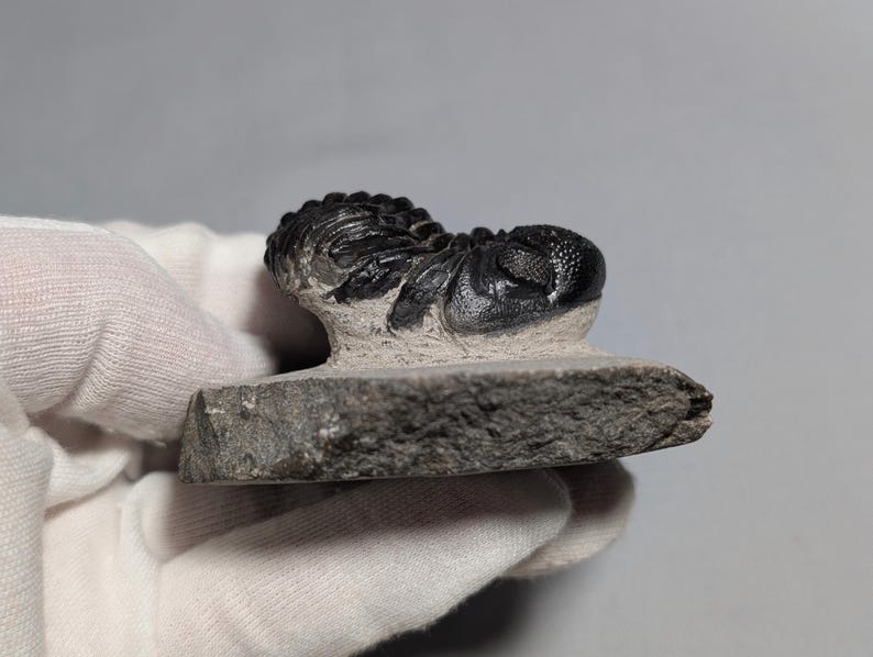 Phacops Trilobite Fossil From Morocco (original, Not a Cast) - 215 Gram ...