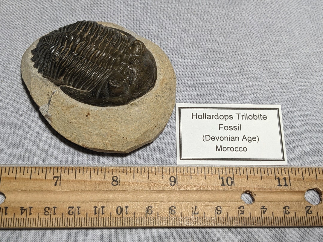 Hollardops Trilobite Fossil From Morocco original, Not a Cast 158 Gram ...