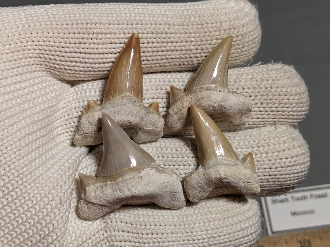 4 Shark Tooth Fossils From Morocco repaired Otodus 20.8 Grams - Etsy