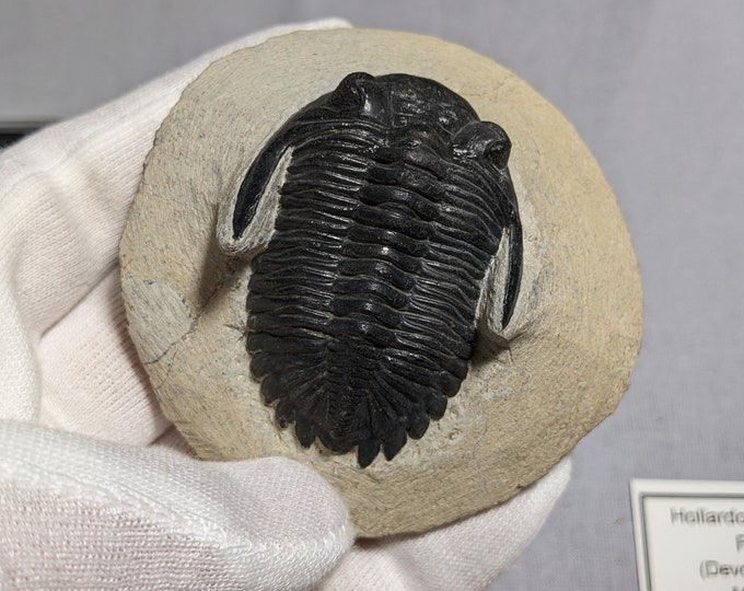 Hollardops Trilobite Fossil From Morocco (original, Not a Cast) - 185 ...