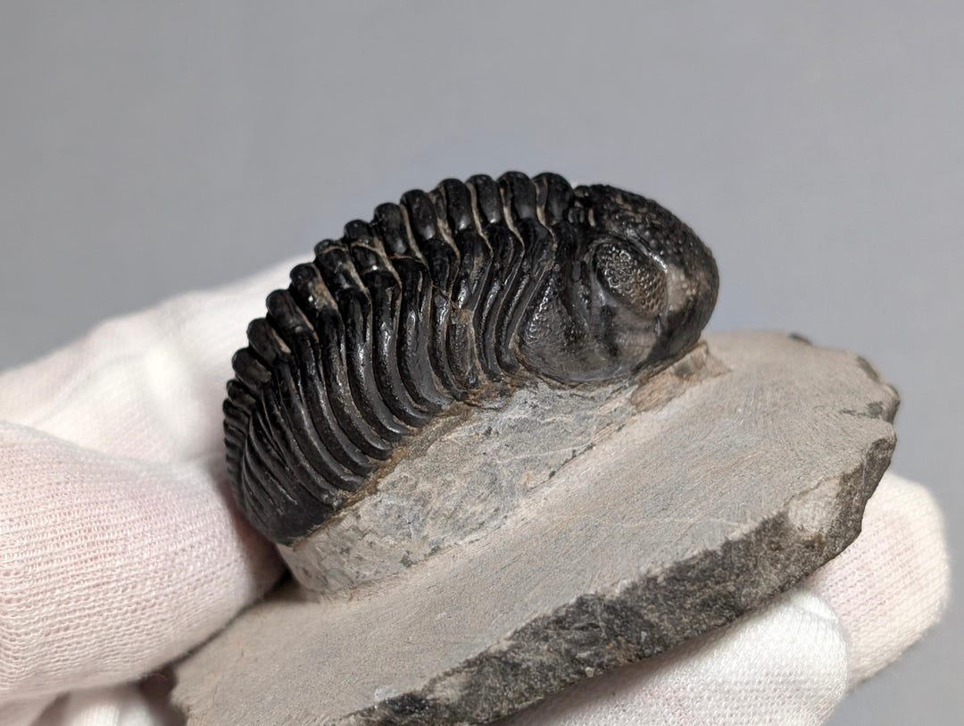 Phacops Trilobite Fossil From Morocco (original, Not a Cast) - 184.39 ...