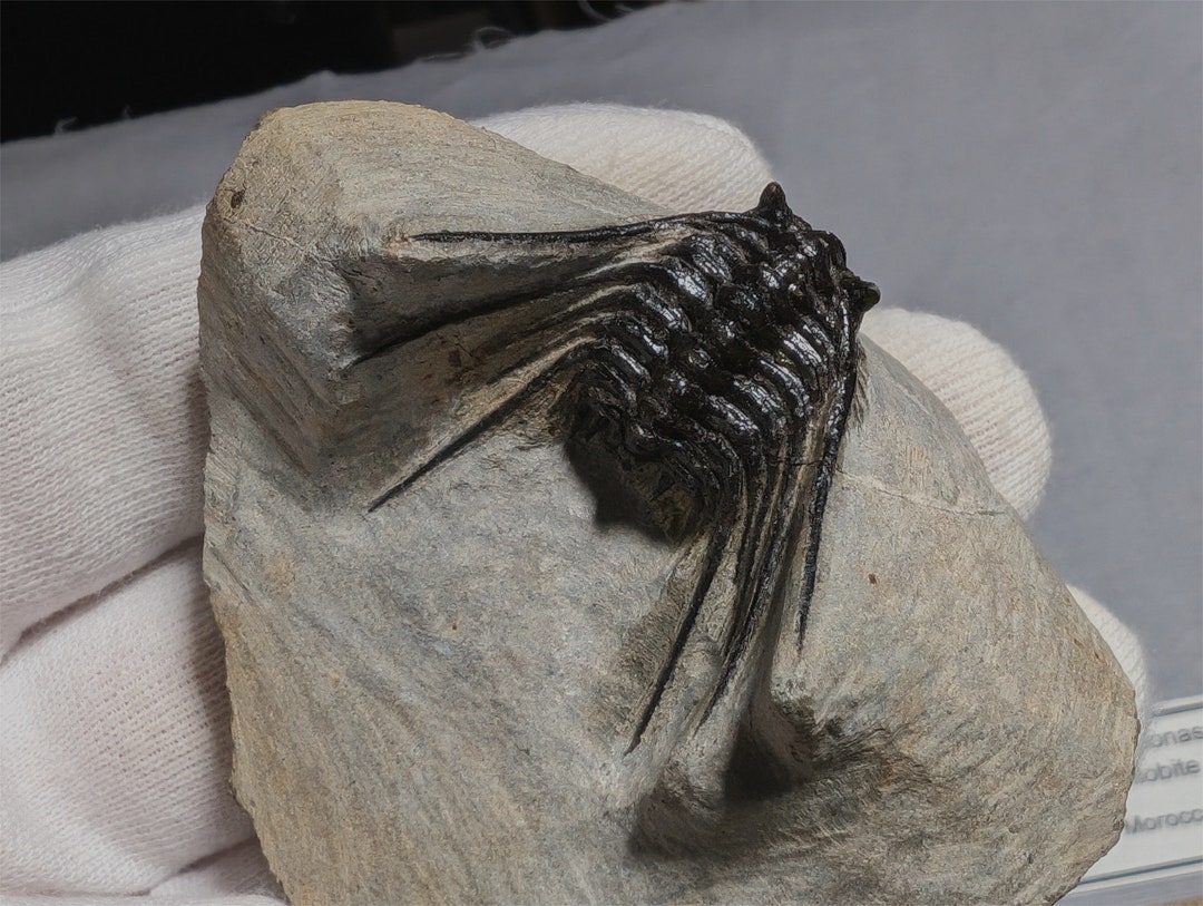 Spiny Leonaspis (rare!) Trilobite Fossil From Morocco (original, Not a ...