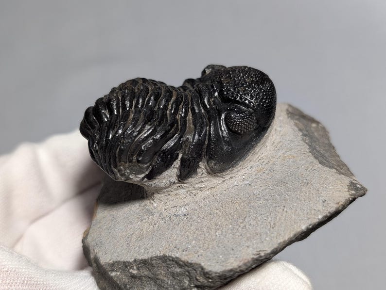 Phacops Trilobite Fossil From Morocco (original, Not a Cast) - 215 Gram ...