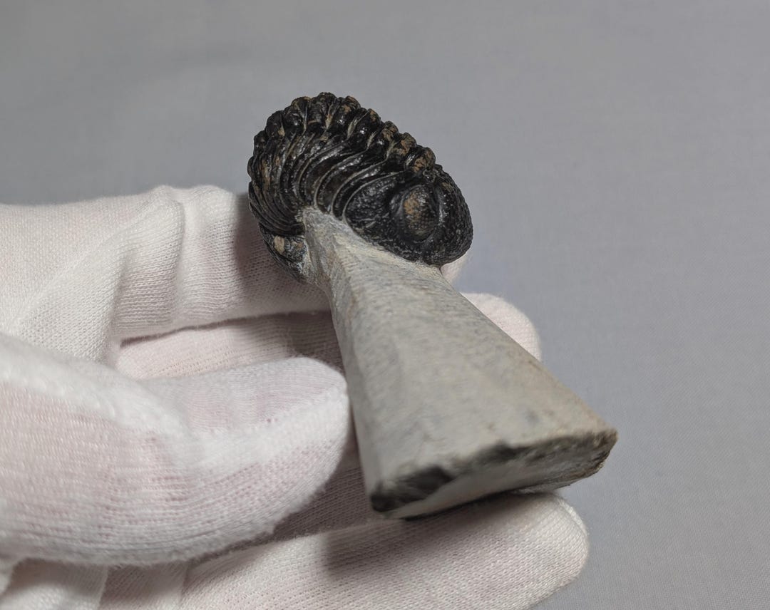 Phacops Trilobite Fossil From Morocco (original, Not a Cast) - 165.9 ...
