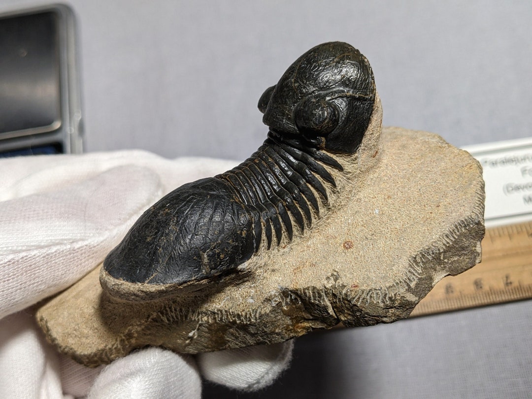 Paralejurus Trilobite Fossil From Morocco (original, Not a Cast) - 270 ...
