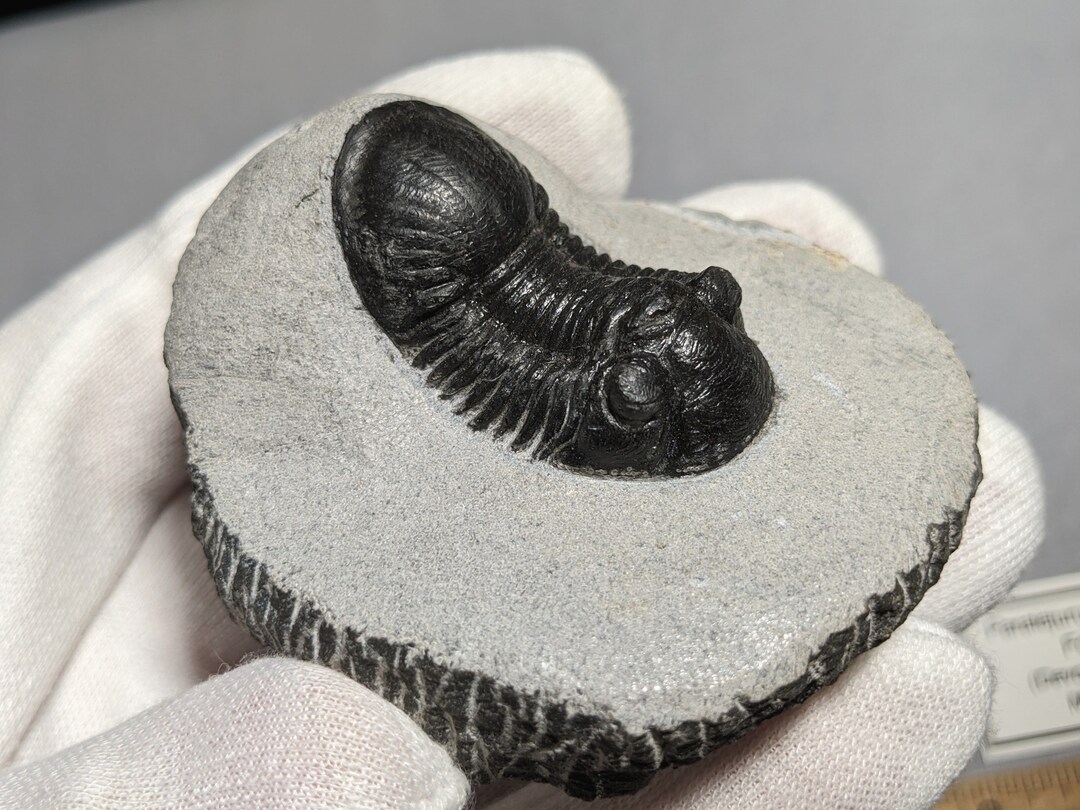Paralejurus Trilobite Fossil From Morocco original, Not a Cast 151 Gram ...