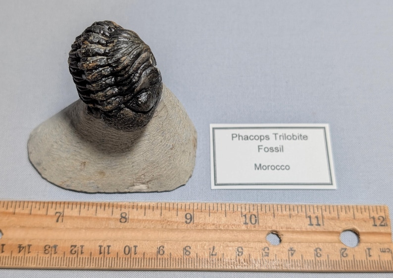 Phacops Trilobite Fossil From Morocco (original, Not a Cast) - 165.9 ...