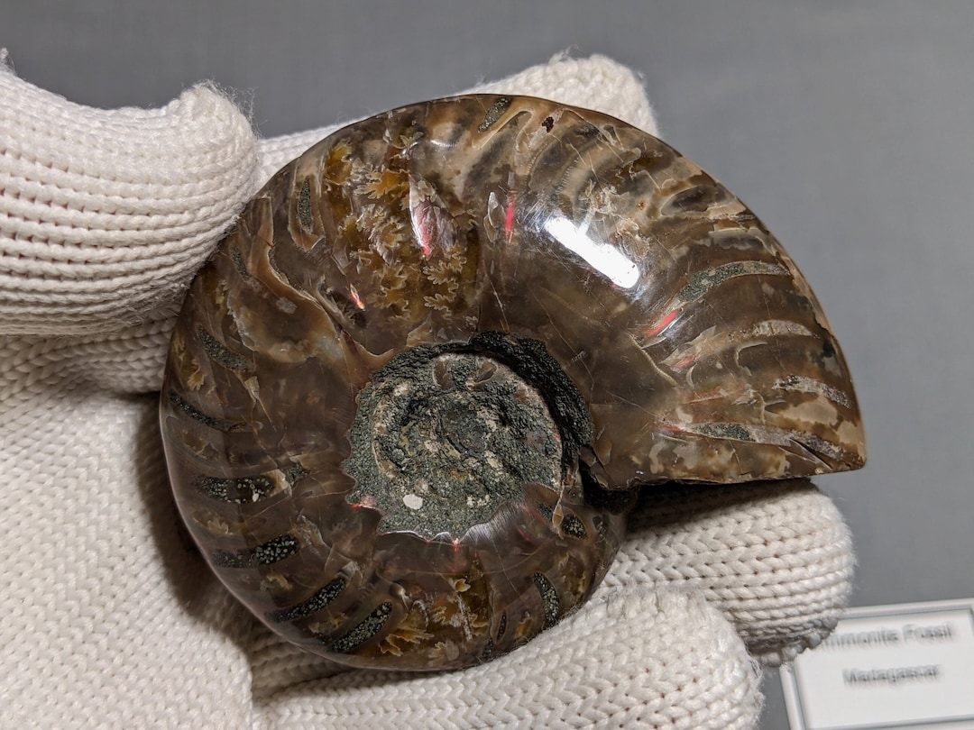 Polished Ammonite Fossil Specimen With Sutures From Madagascar 139 ...