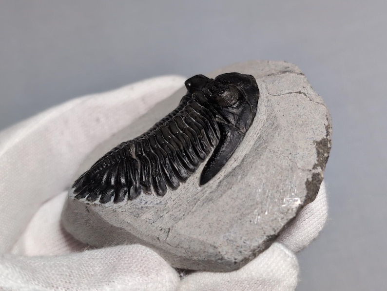Hollardops Trilobite Fossil From Morocco (original, Not a Cast) - 154.9 ...