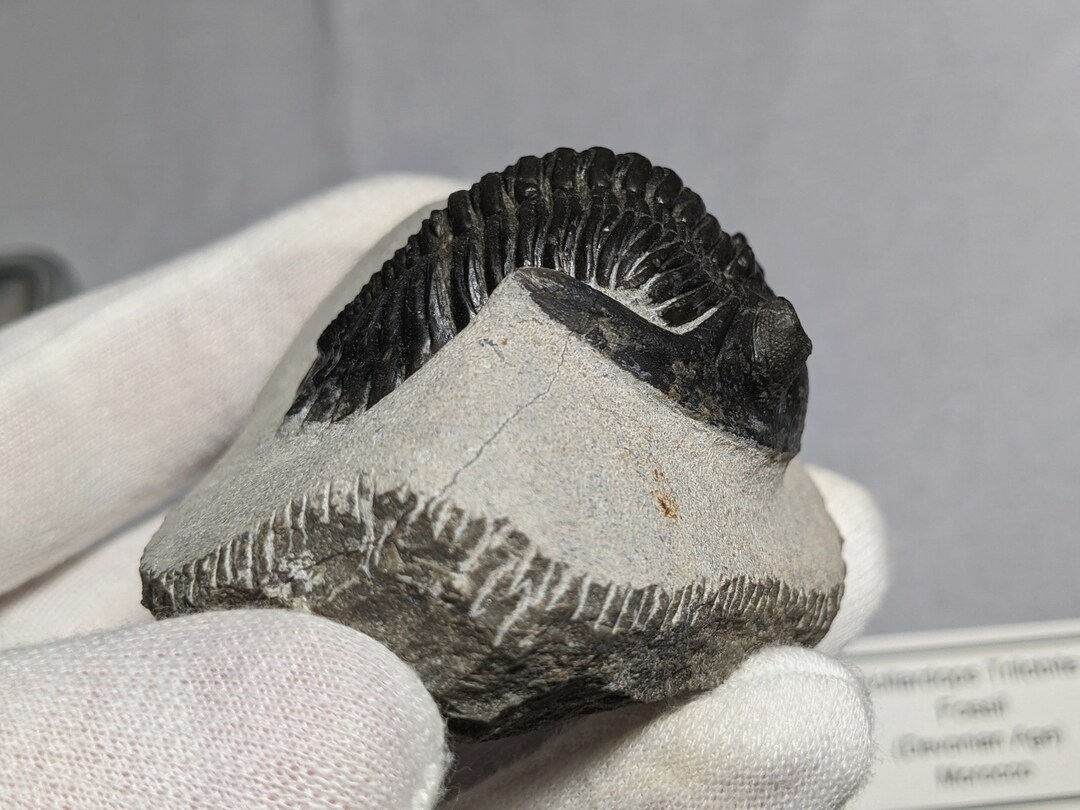 Hollardops Trilobite Fossil From Morocco (original, Not a Cast) - 232 ...
