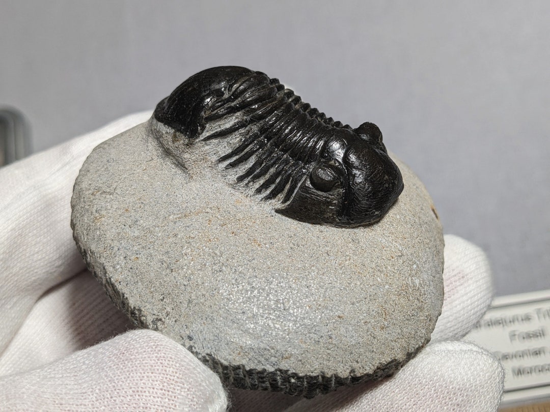 Paralejurus Trilobite Fossil From Morocco (original, Not a Cast) - 157 ...