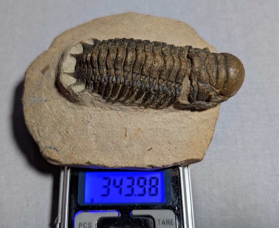 Crotalocephalus Gibbus Trilobite Fossil From Morocco (original, Not a ...