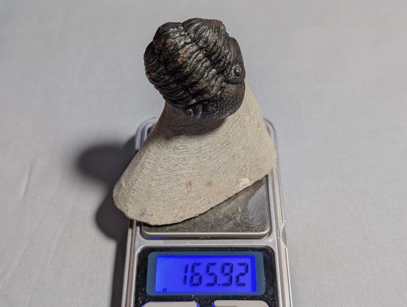 Phacops Trilobite Fossil From Morocco (original, Not a Cast) - 165.9 ...