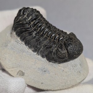 Phacops Trilobite Fossil From Morocco original, Not a Cast 142.2 Gram ...