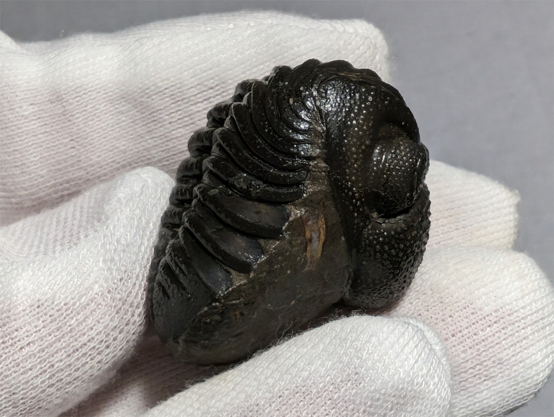 Phacops Trilobite Fossil From Morocco original, Not a Cast 37.4 Gram ...