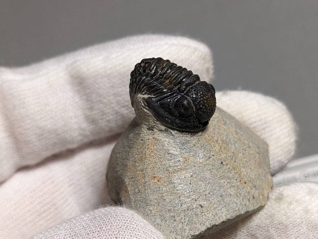 Gerastos Granulosus Trilobite Fossil From Morocco (original, Not a Cast ...