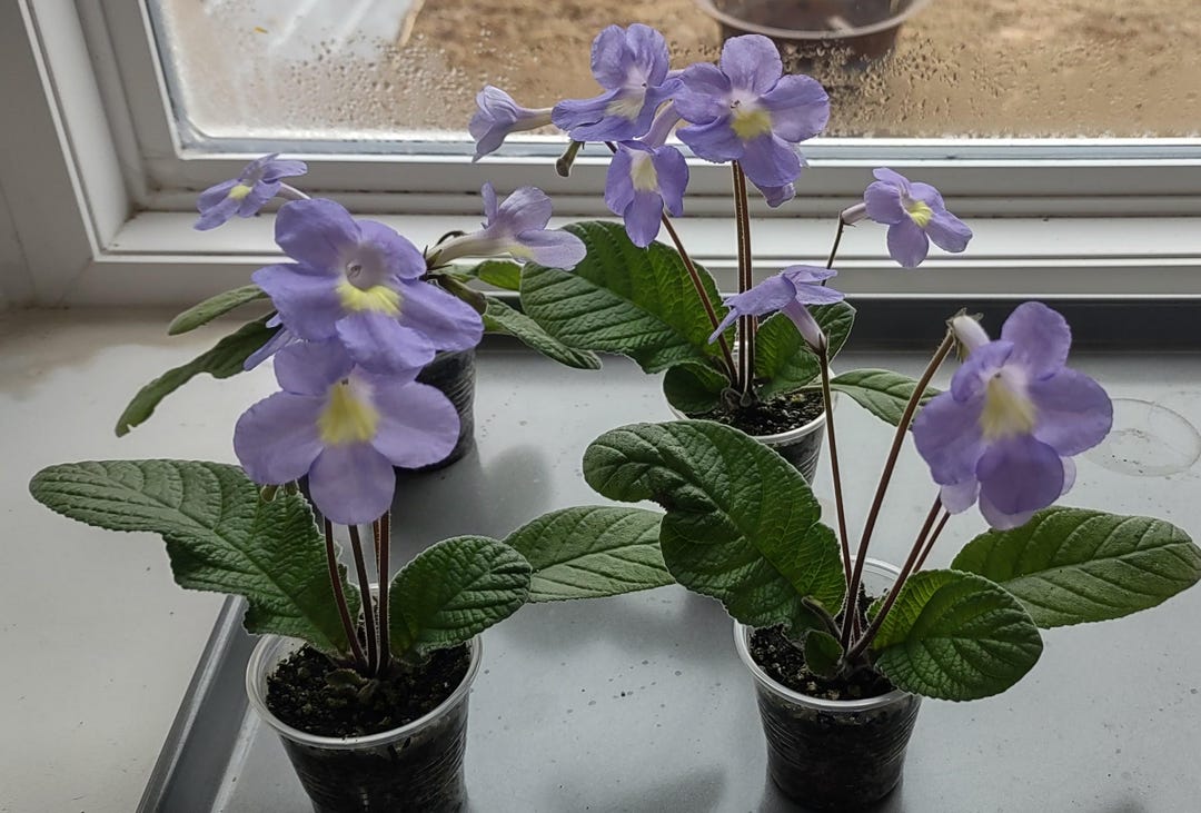 Streptocarpus Cape Primrose Bristol's Yumpin' Yimminy (african Violet ...
