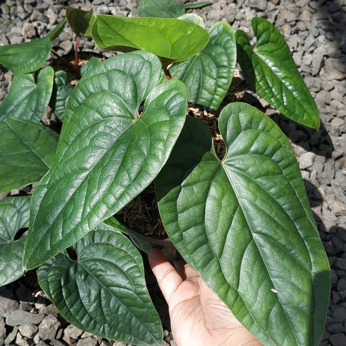 Rare Anthurium Radicans FREE PHYTO | Etsy