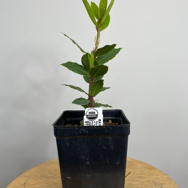 Sweet Bay Leaf Tree - Etsy