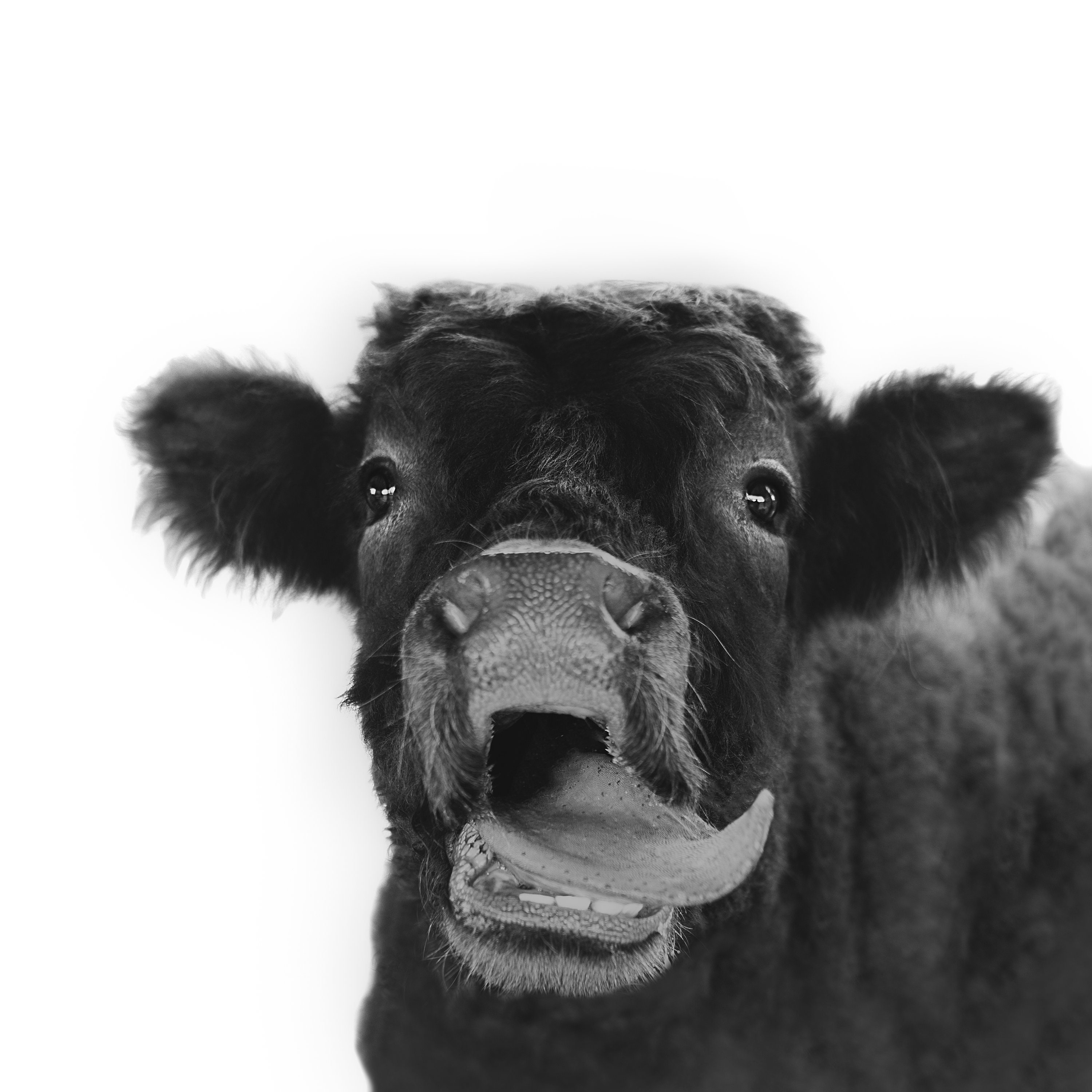 Cow Sticker Vinyl Waterproof Sticker for Waterbottles - Etsy