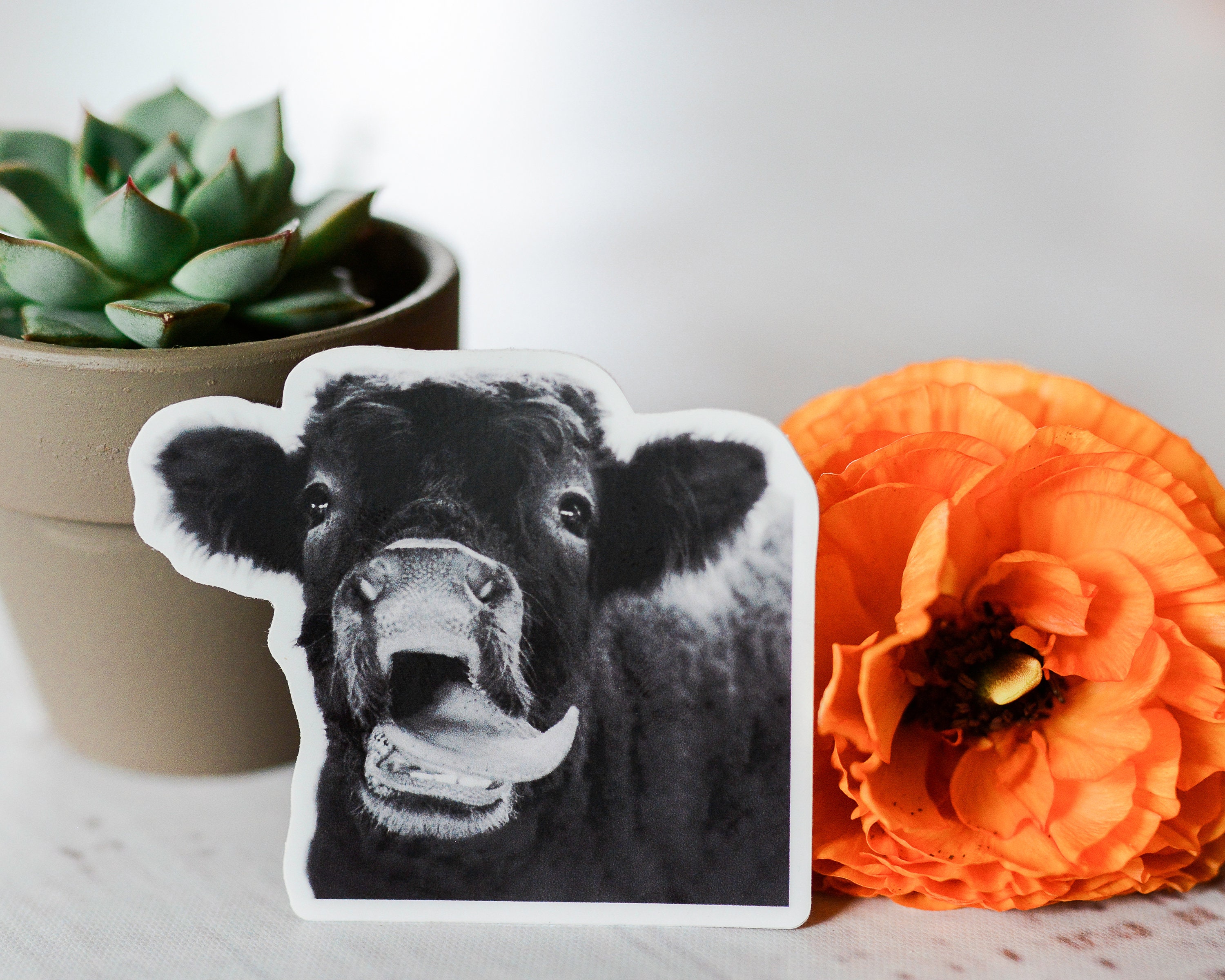 Cow Sticker Vinyl Waterproof Sticker for Waterbottles - Etsy