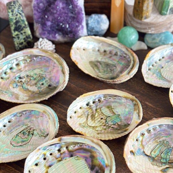 Shell Soap Dish - Etsy