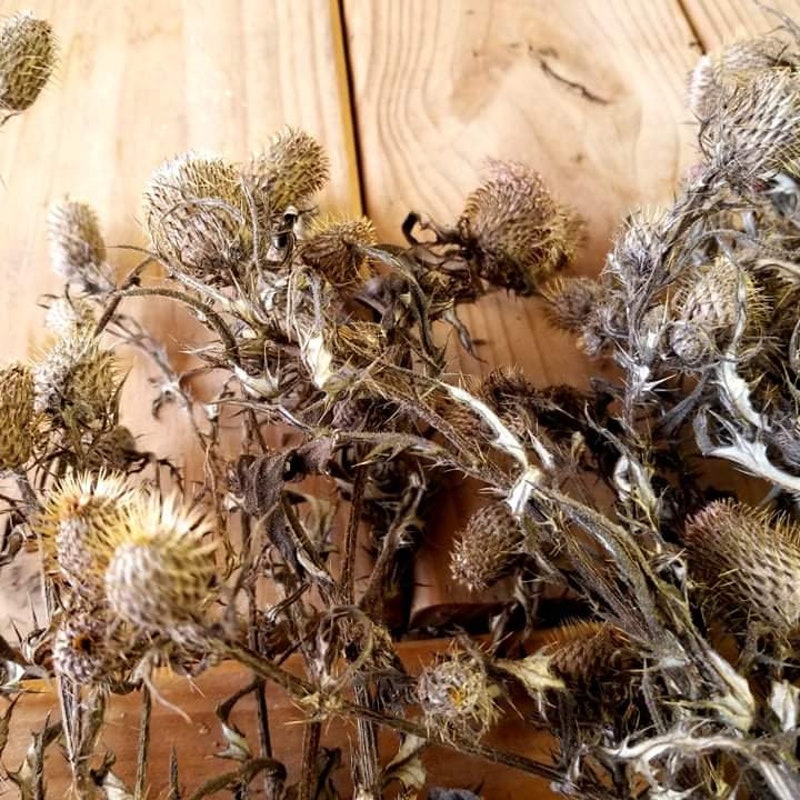 Dried Thistle - Etsy