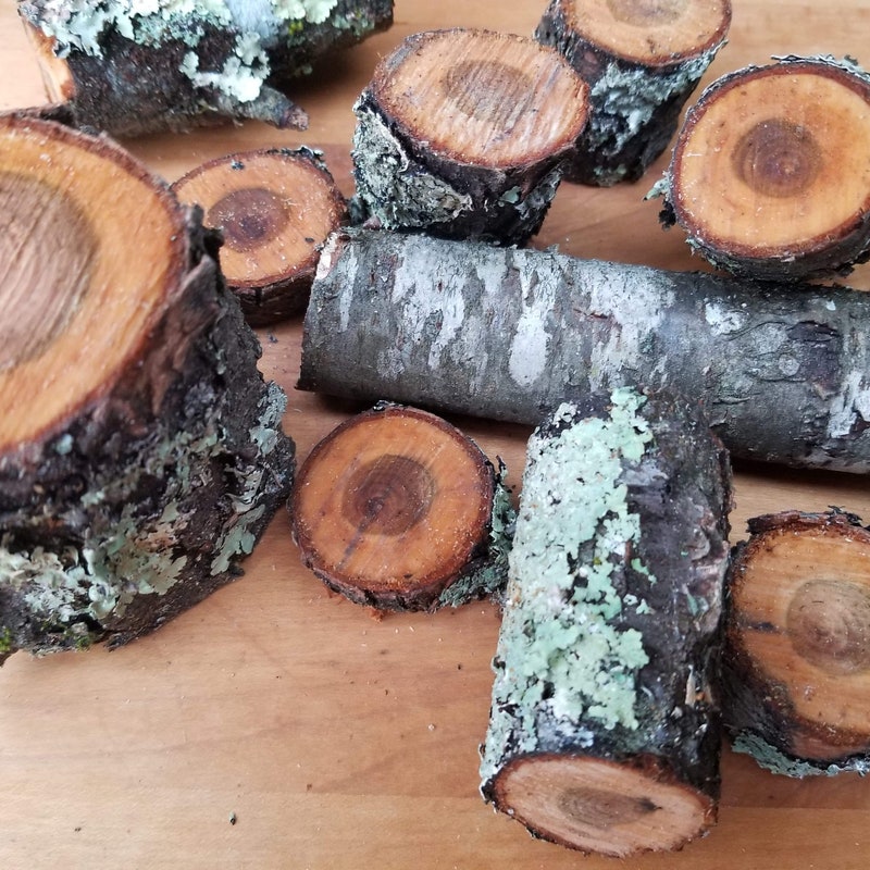 Log Slices - Etsy