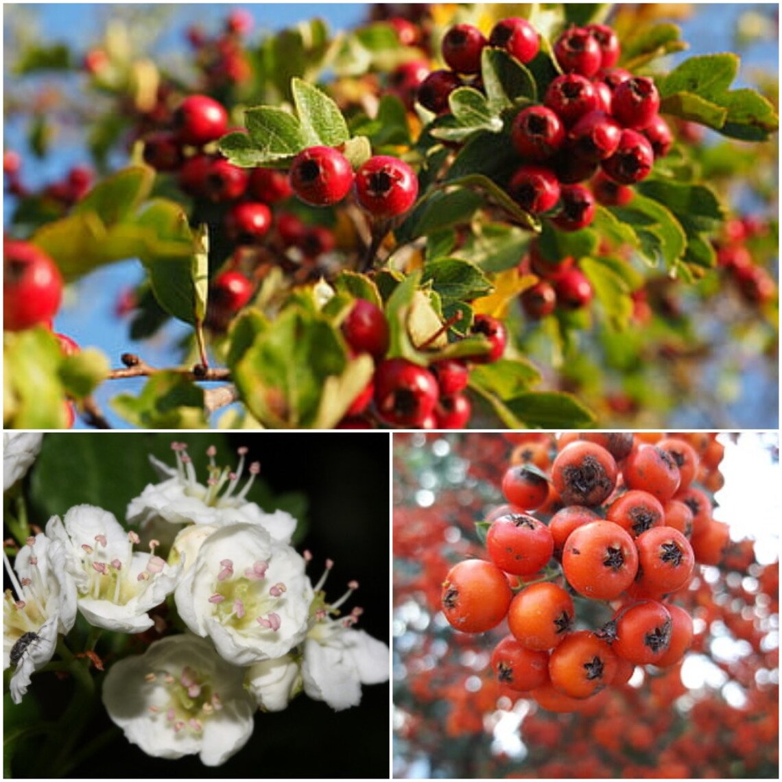 50 Washington Hawthorn Tree Seeds Mayflower English Hawthorn | Etsy