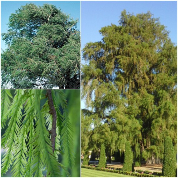 5 Montezuma Cypress Tree Seeds Taxodium Mucronatum Huegelii | Etsy