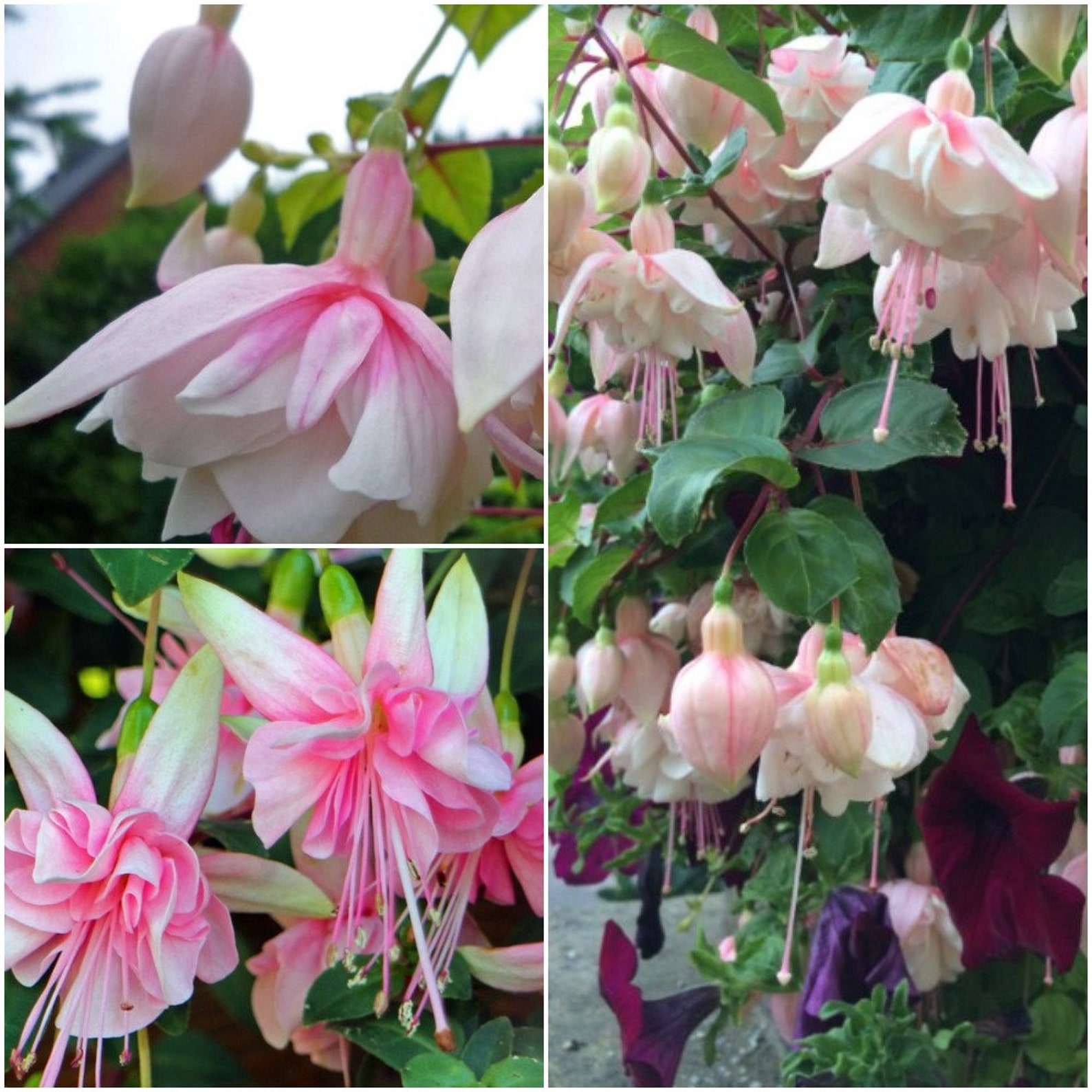 50 Soft Pink Fuchsia Seeds Fuchsia Magellanica Seeds Fuchsia | Etsy