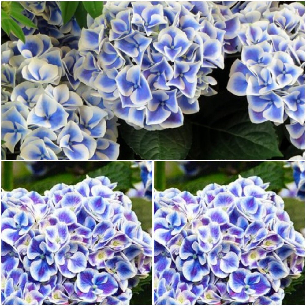 5 Hydrangea Macrophylla Seeds Blue White Hydrangea Seeds | Etsy