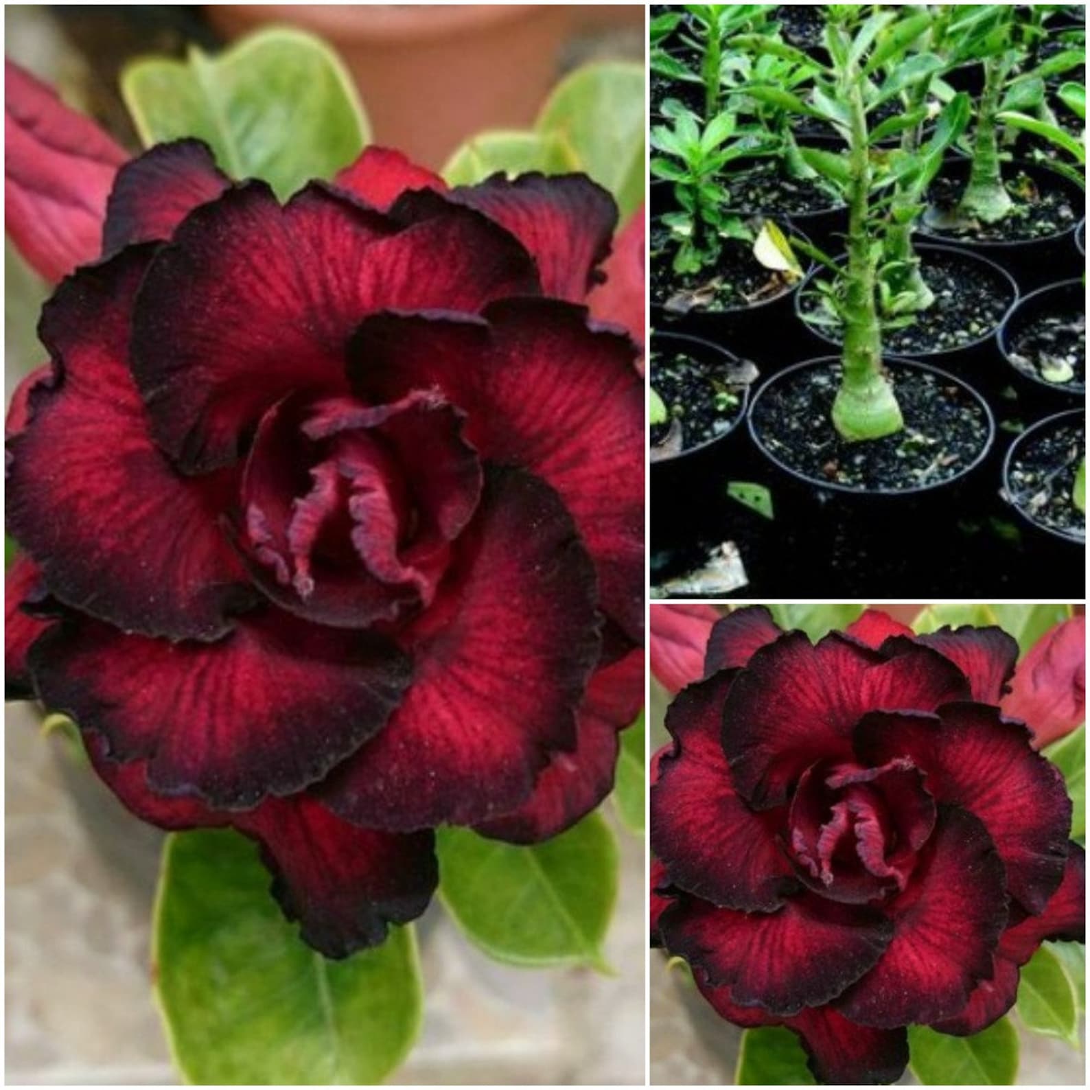 4 Desert Rose Seeds Red Black Perennial Desert Rose Seeds | Etsy 4 Desert Rose Seeds Red Black Perennial Desert Rose Seeds | Etsy
